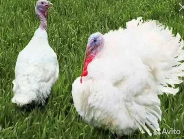 Домашняя индейка