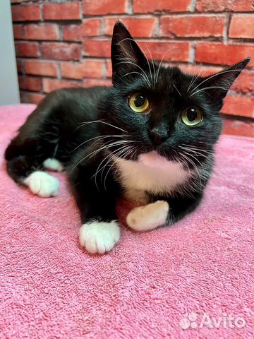 Кошечка Фиона 2 года