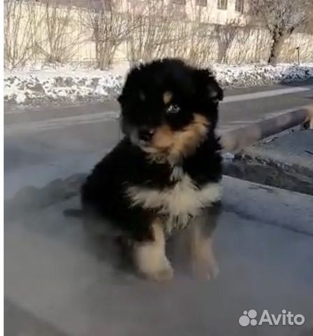 Щенок в добрые руки