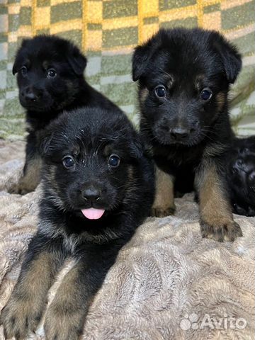 Немецкая овчарка