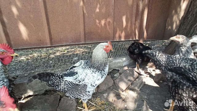 Петухи породы доминант