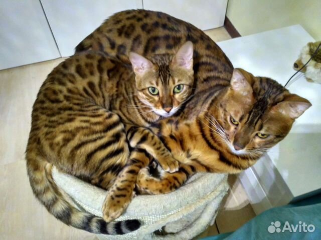 Бенгалы кот и кошка бесплатно