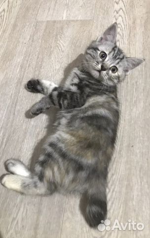 Курильский бобтэйл 2 месяца кошечка