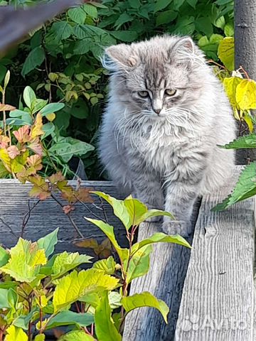 Котенок мальчик серый и пушистый