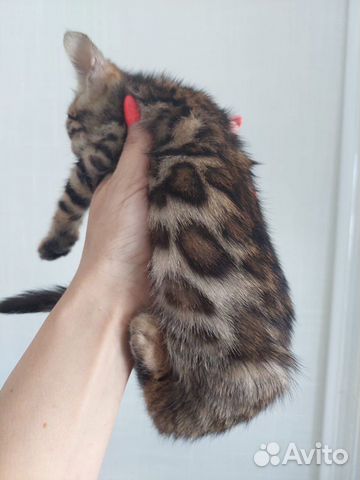 Бенгальская кошка