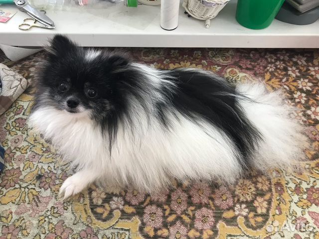 Кабель Немецкий шпиц