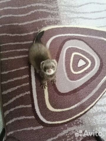 Домашний хорек