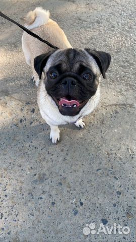Мопс мальчик вязка