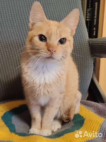 Мини котик ждет свою семью