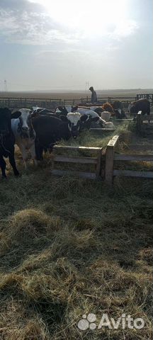 Бычки на откорм