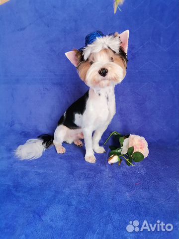 Подрощенный, мальчик Бивер