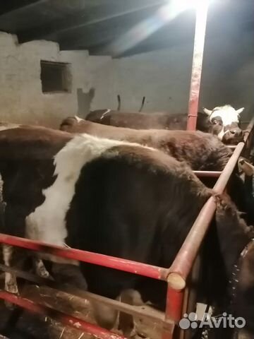 Продам быков на мясо