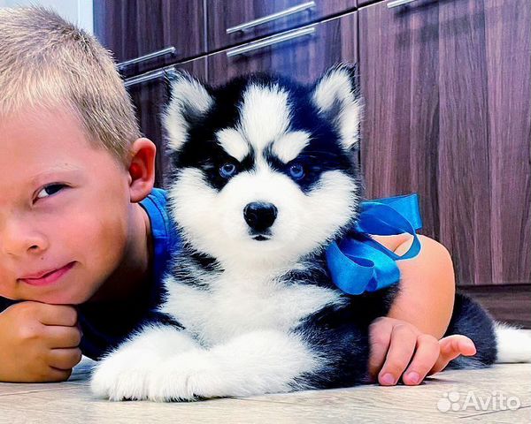 Блистательные Хаски - Голубые и Разные Глазки