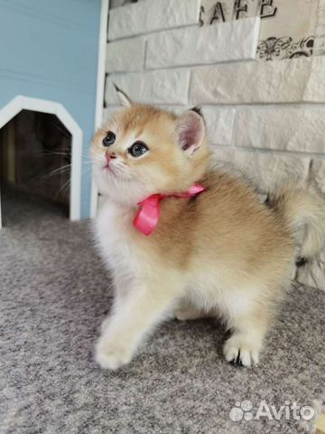 Золотая британская плюшечка