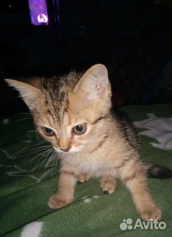 Отдадим троих котят в добрые руки