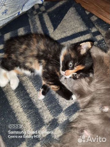 Кошки мраморная и темно серый окрас британский