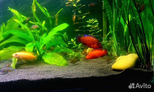 Хромис эксул (Hemihromis Exsul )