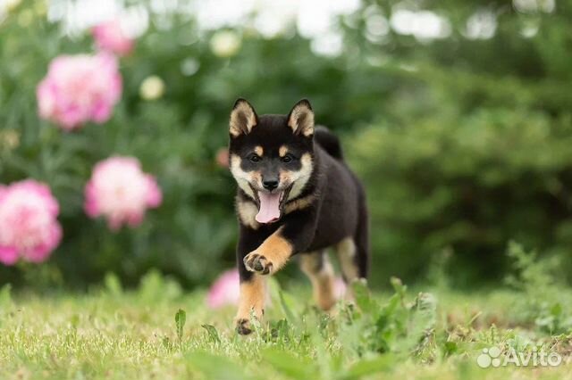 Сиба ину щенок черно-подпалый