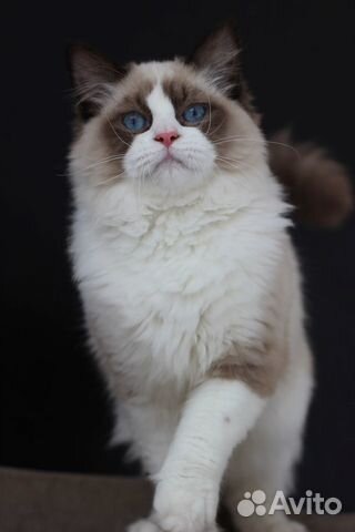 Котенок рэгдолл Мальчик черный биколор