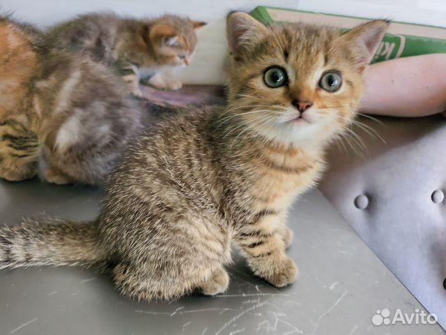 Шотландские котята тигрята