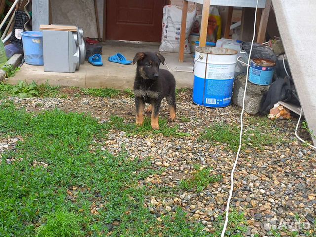 Щенки нкмецкой овчарки