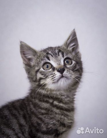 Котята даром