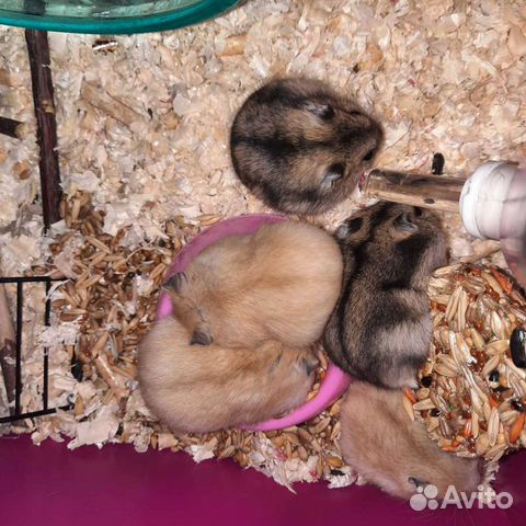 Джунгарские хомяки