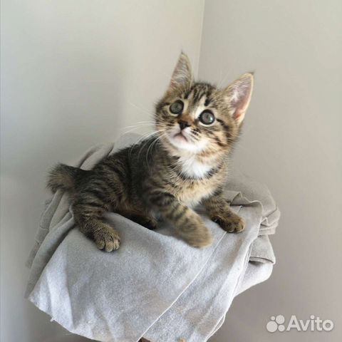 Котенок кошечка 1,5 месяца