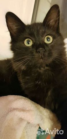 Котенок(кошечка, 3,5 мес), черный, пушистый