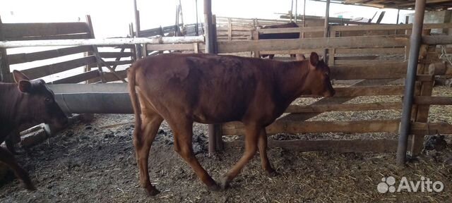 Телки красностепные