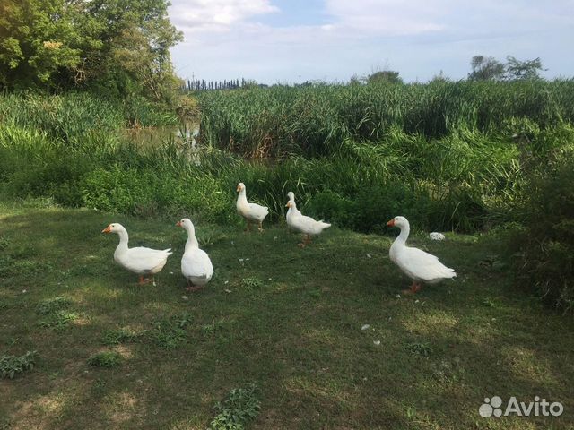 Продам гусей