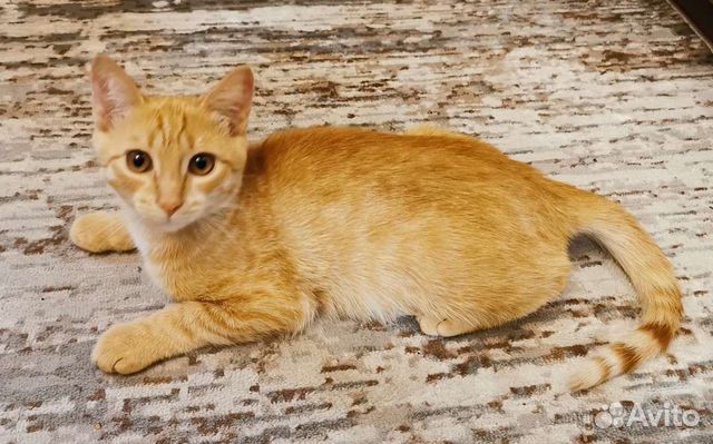 Рыжий котик. Котенок