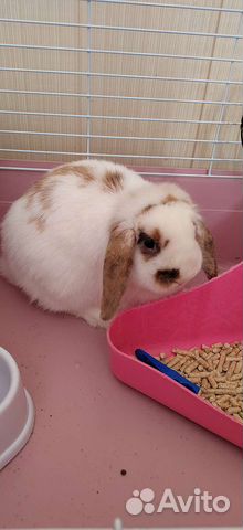 Декоративный кролик