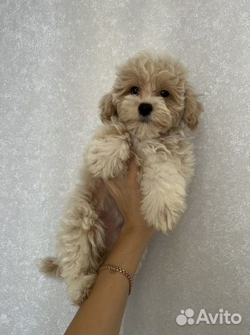 Мальтипу ф1 девочка Биколор карамель премиум