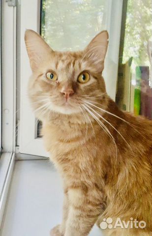 Рыжий кот с рыжими глазами