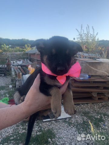 Щенки от дворняжки