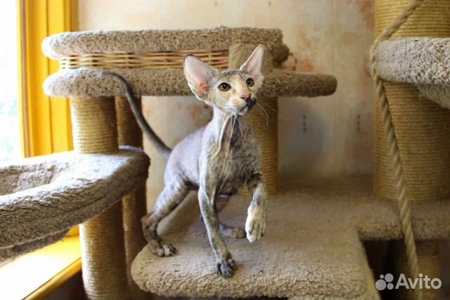 Кошки