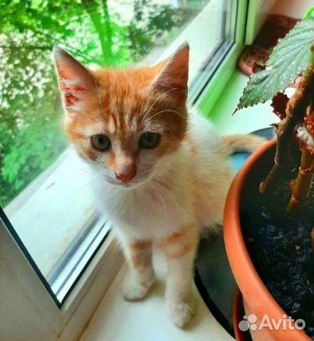 Рыженький котенок