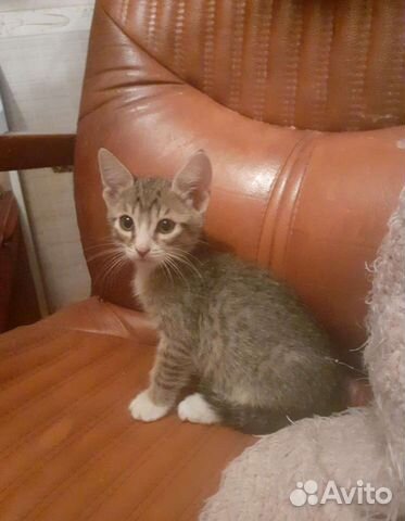 Котенок 5 недель мальчик