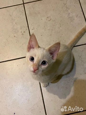 Белый котенок