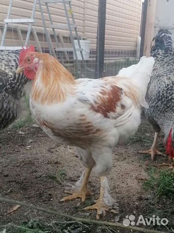 Куры петухи