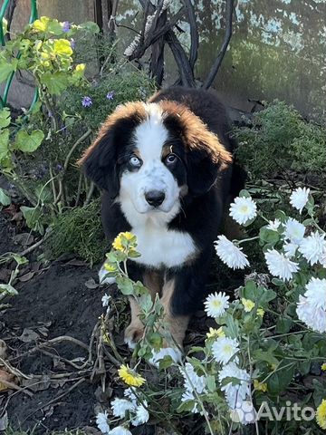 Солнечная берняшка