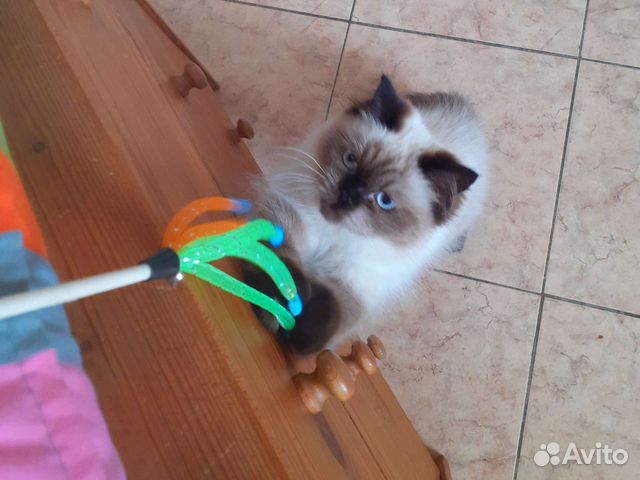 Невская маскарадная кошечка
