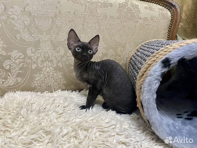 Девон рекс Черный Зигмунд
