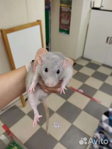 Крыса дамбо Феминистка и Чайлдфри