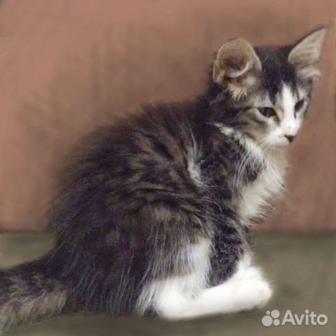 Котенок Чеширский