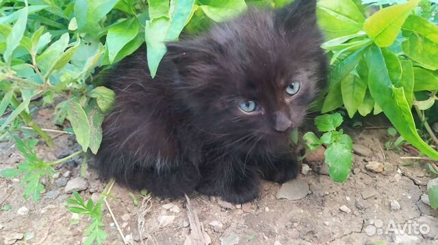 Кошка в дар бесплатно