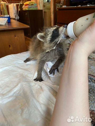 Енот полоскун