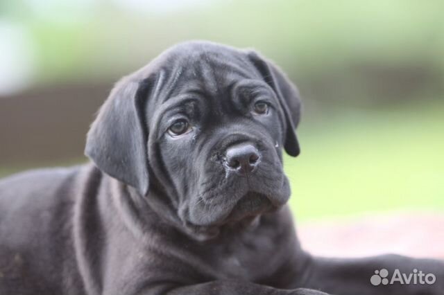 Щенки Кане корсо