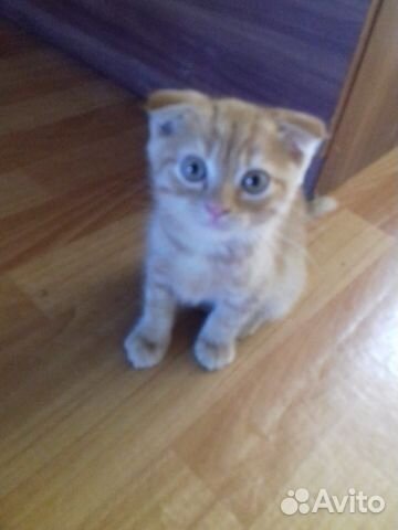 Шотландские котята